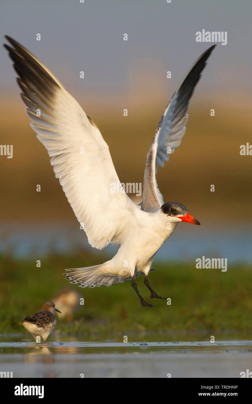 caspian tern (Hydroprogne caspia, Sterna caspia), landing, Oman Stock ...