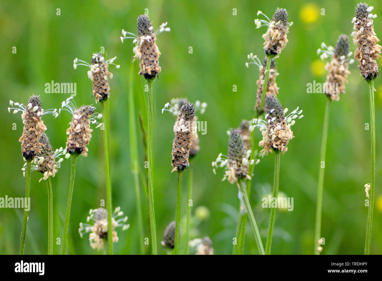 buckhorn plantain, English plantain, ribwort plantain, rib grass ...