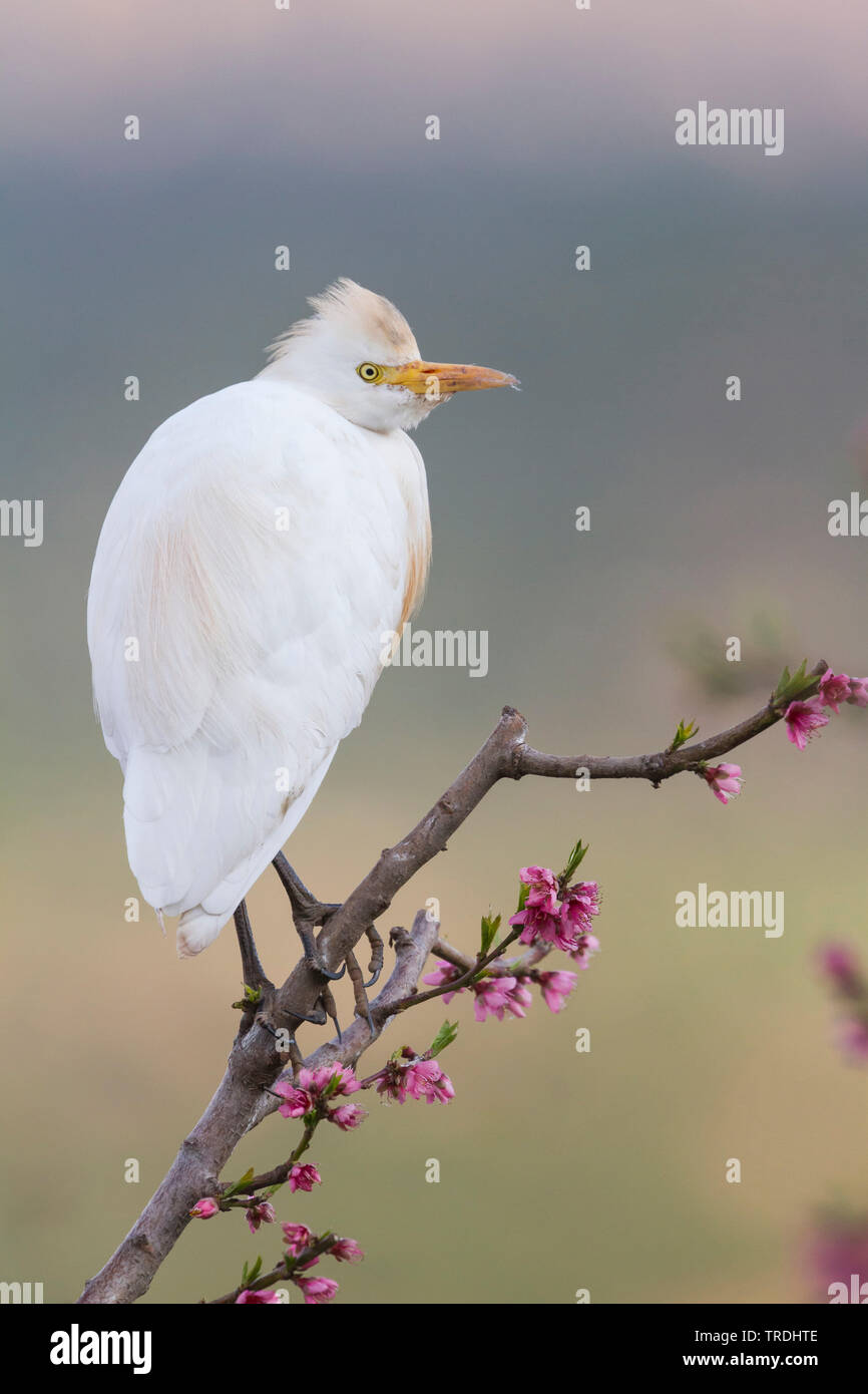 Moroccan breeding birds hi-res stock photography and images - Alamy