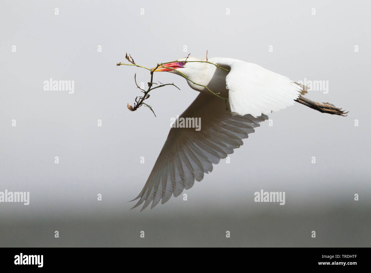cattle egret, buff-backed heron (Ardeola ibis, Bubulcus ibis), in ...