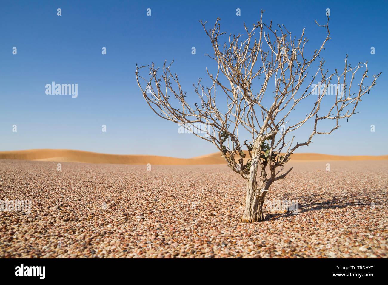 Lone tree in central desert of Oman, Oman Stock Photo - Alamy