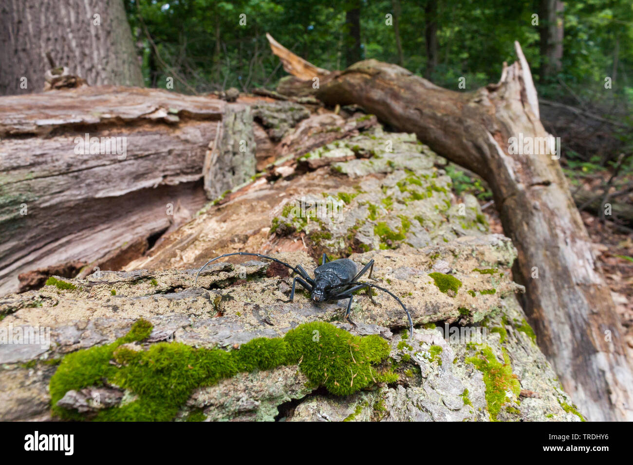 great capricorn beetle, oak cerambyx (Cerambyx cerdo), female, largest ...