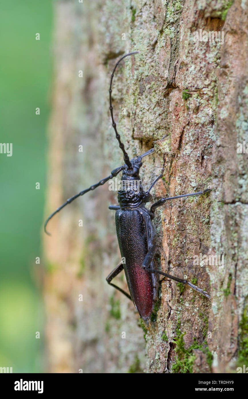 great capricorn beetle, oak cerambyx (Cerambyx cerdo), female at the ...