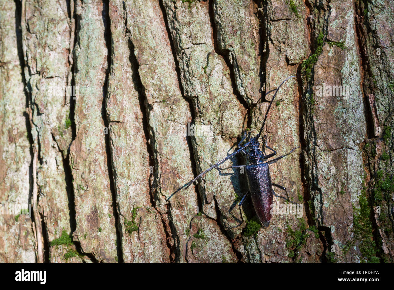 great capricorn beetle, oak cerambyx (Cerambyx cerdo), female at the ...