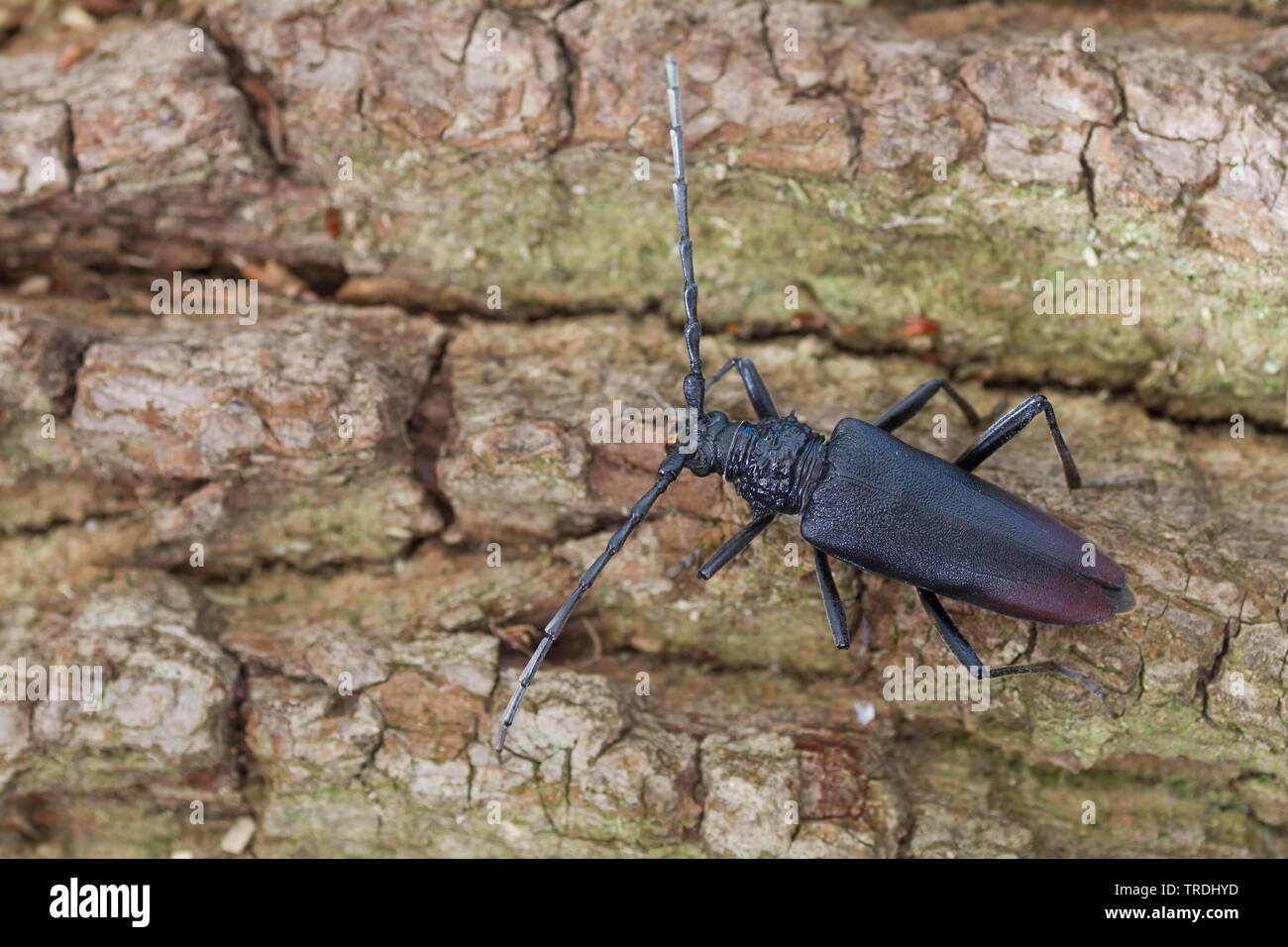 great capricorn beetle, oak cerambyx (Cerambyx cerdo), female at the ...