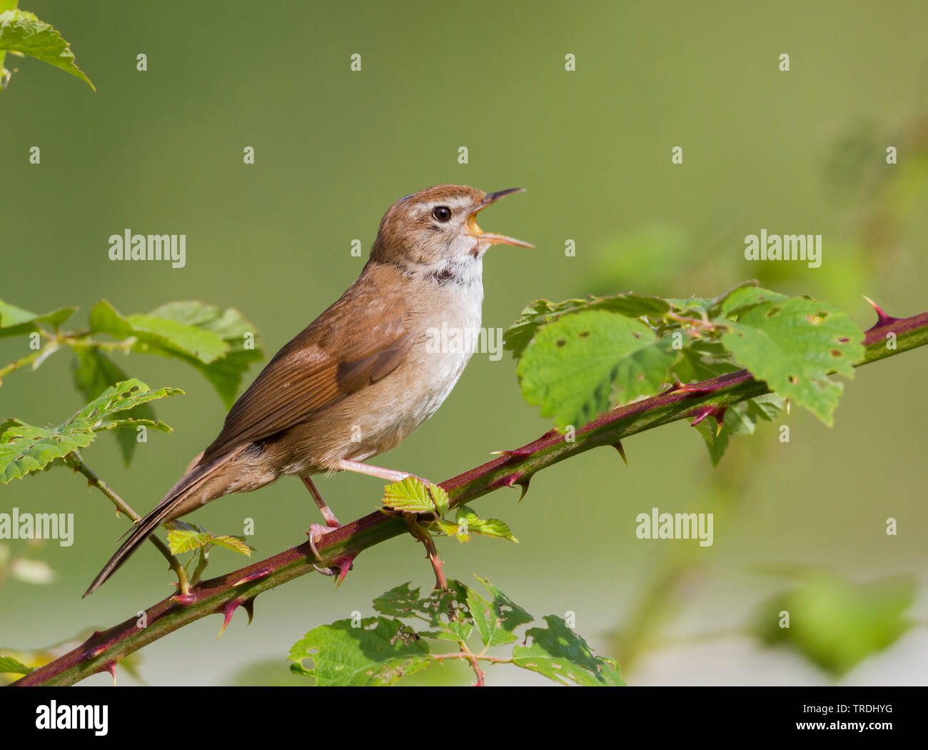 Cetti's warbler singing hi-res stock photography and images - Alamy