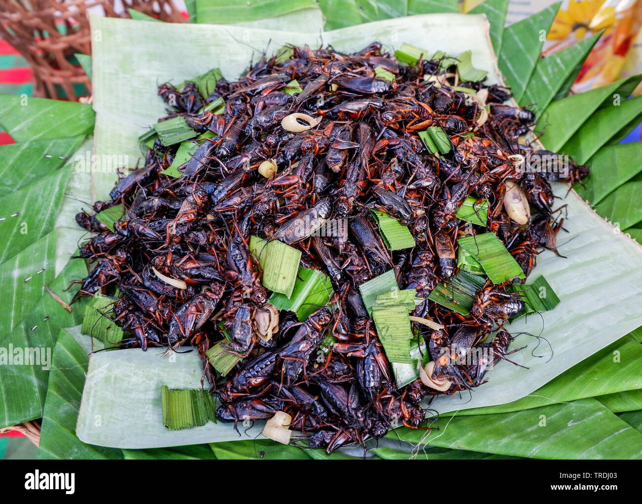 Fried cricket with pandan on banana leaf background / jumping cricket ...
