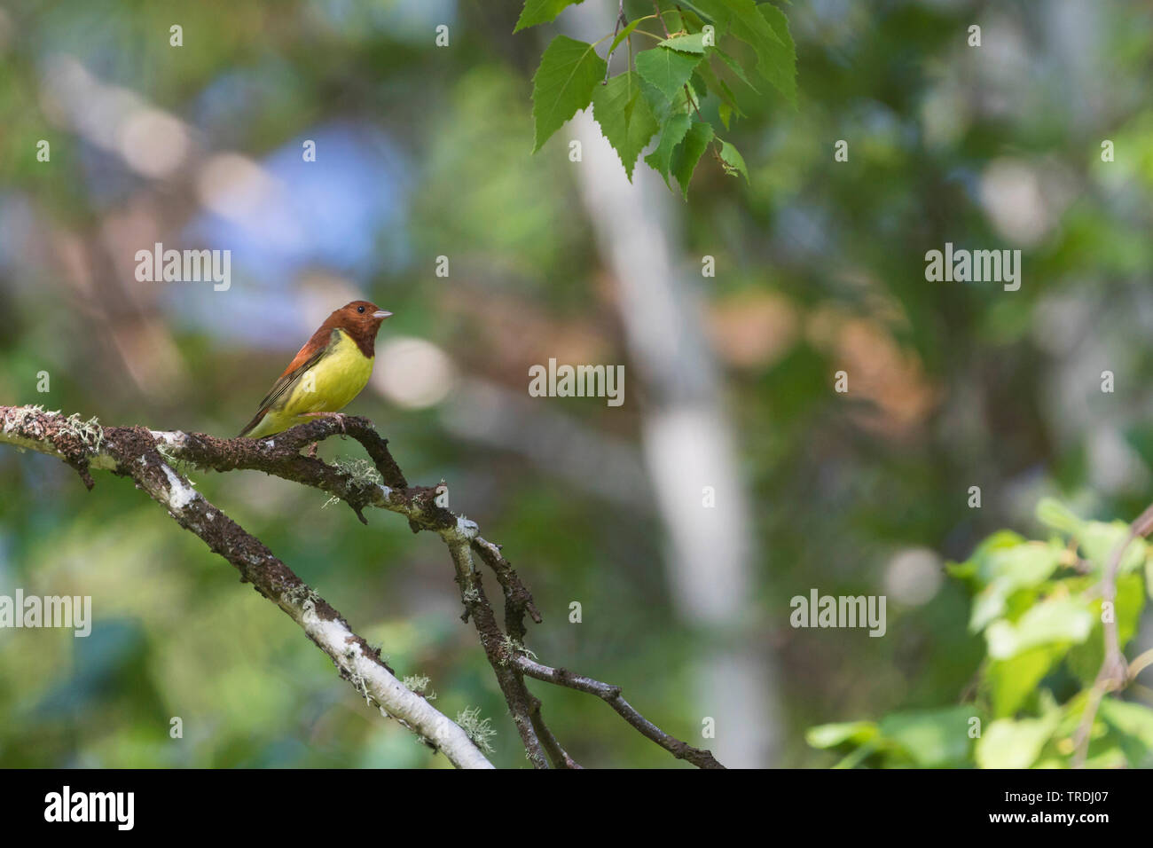chestnut bunting (Emberiza rutila), male sitting on a branch, Russia ...