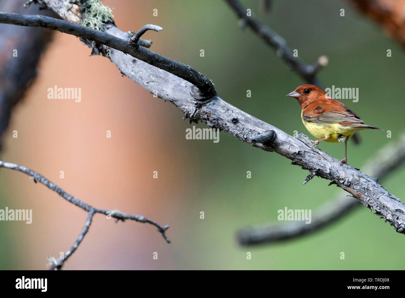 Chestnut buntings hi-res stock photography and images - Alamy
