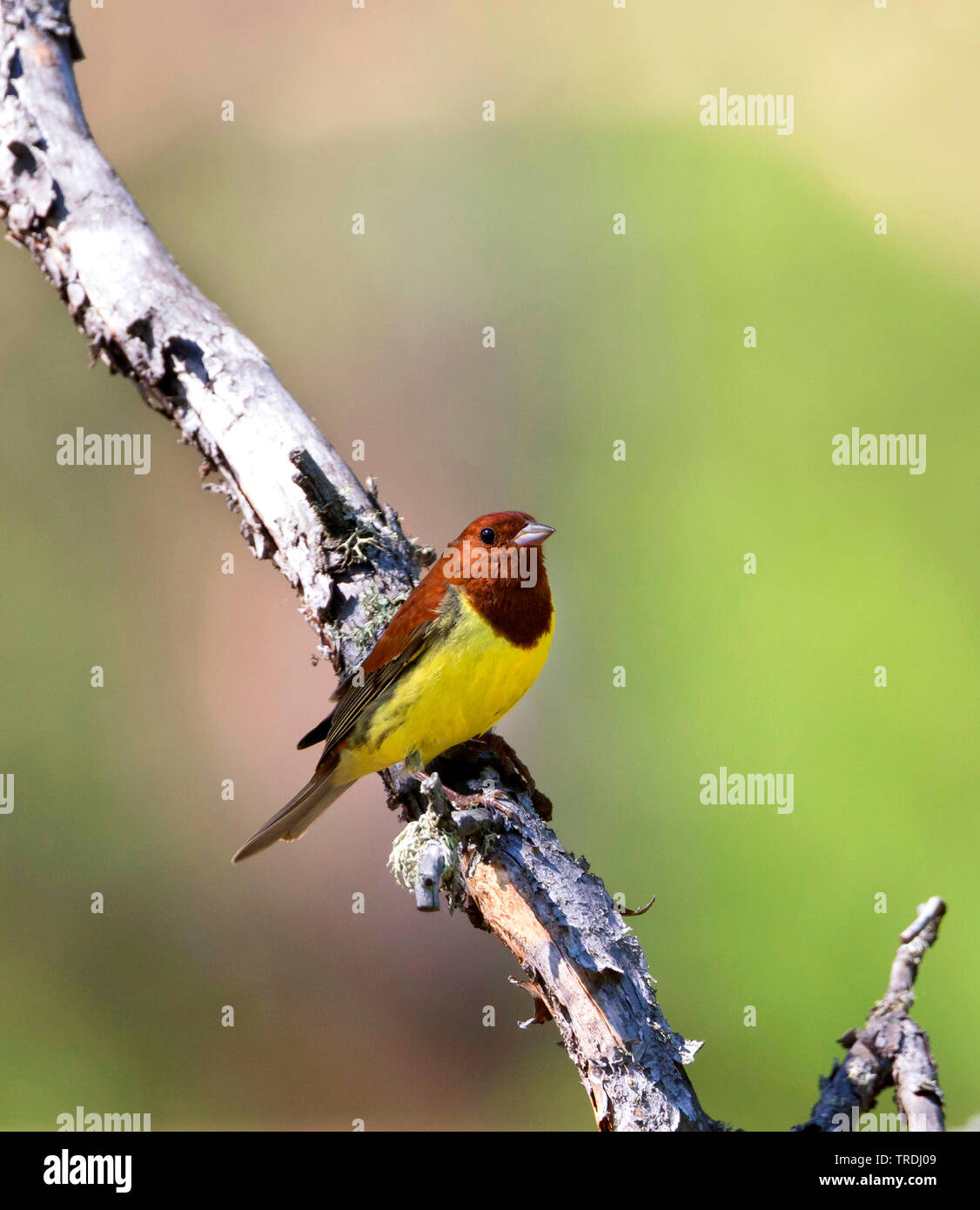 chestnut bunting (Emberiza rutila), male sitting on a branch, Russia ...