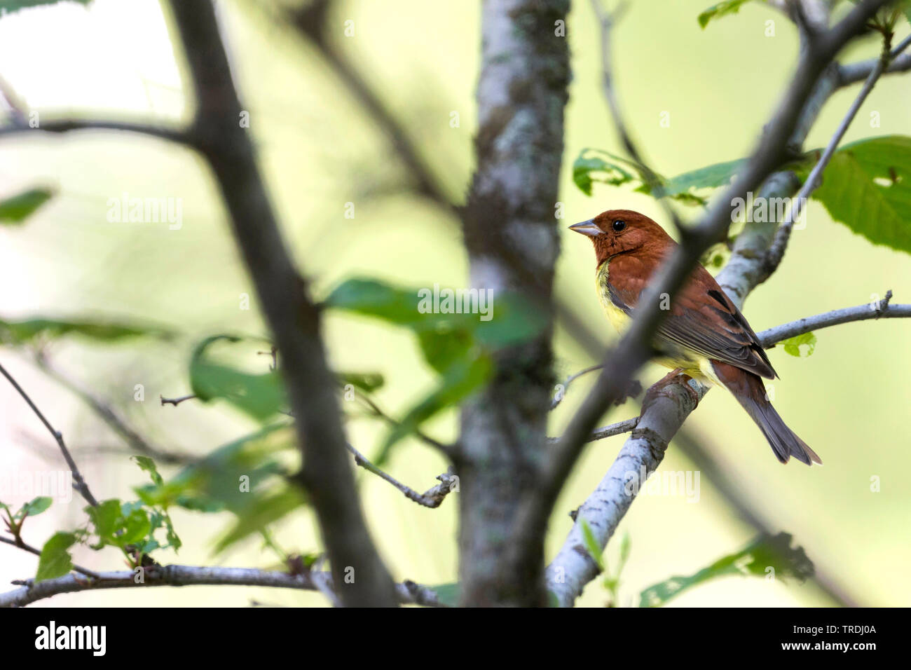 Chestnut buntings hi-res stock photography and images - Alamy