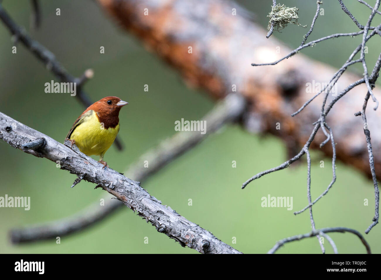 Chestnut buntings hi-res stock photography and images - Alamy