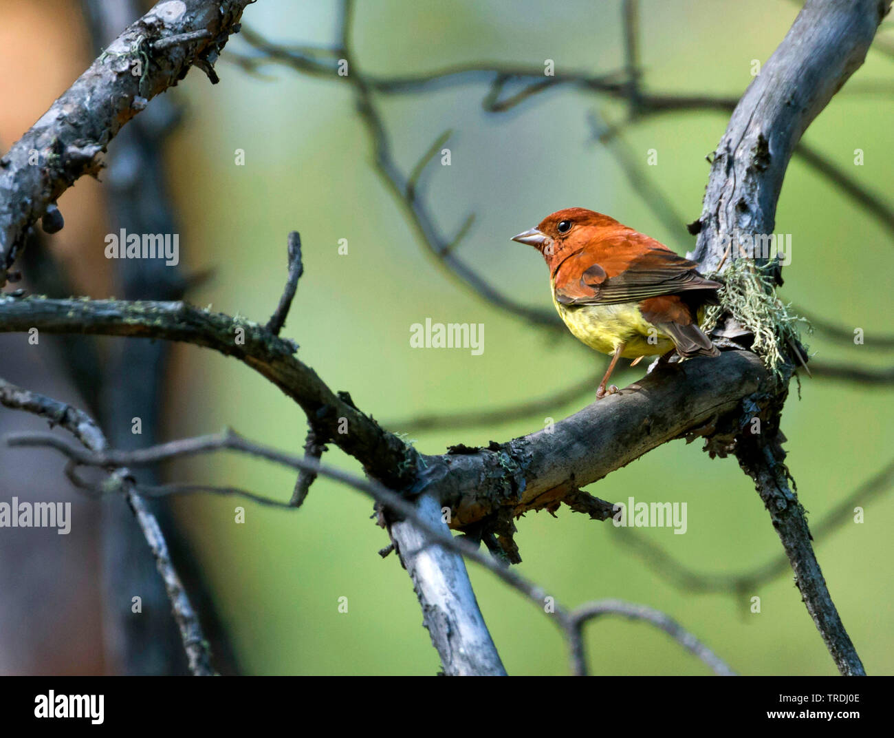 chestnut bunting (Emberiza rutila), male sitting on a branch, Russia ...
