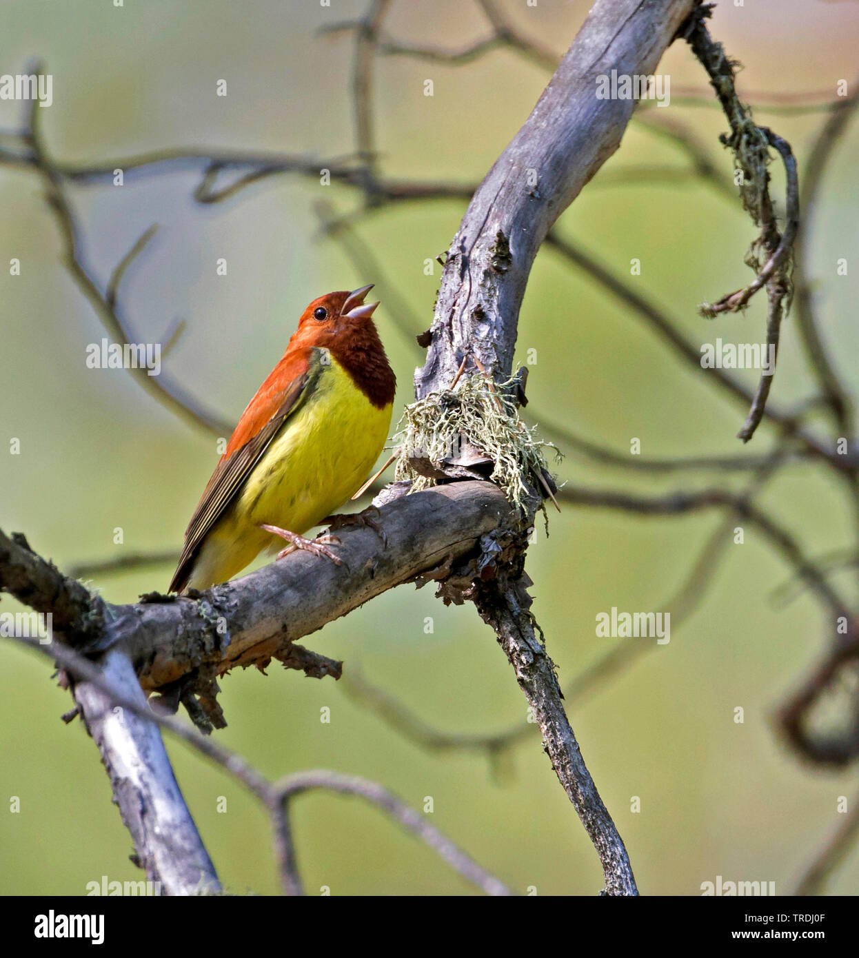 Chestnut buntings hi-res stock photography and images - Alamy