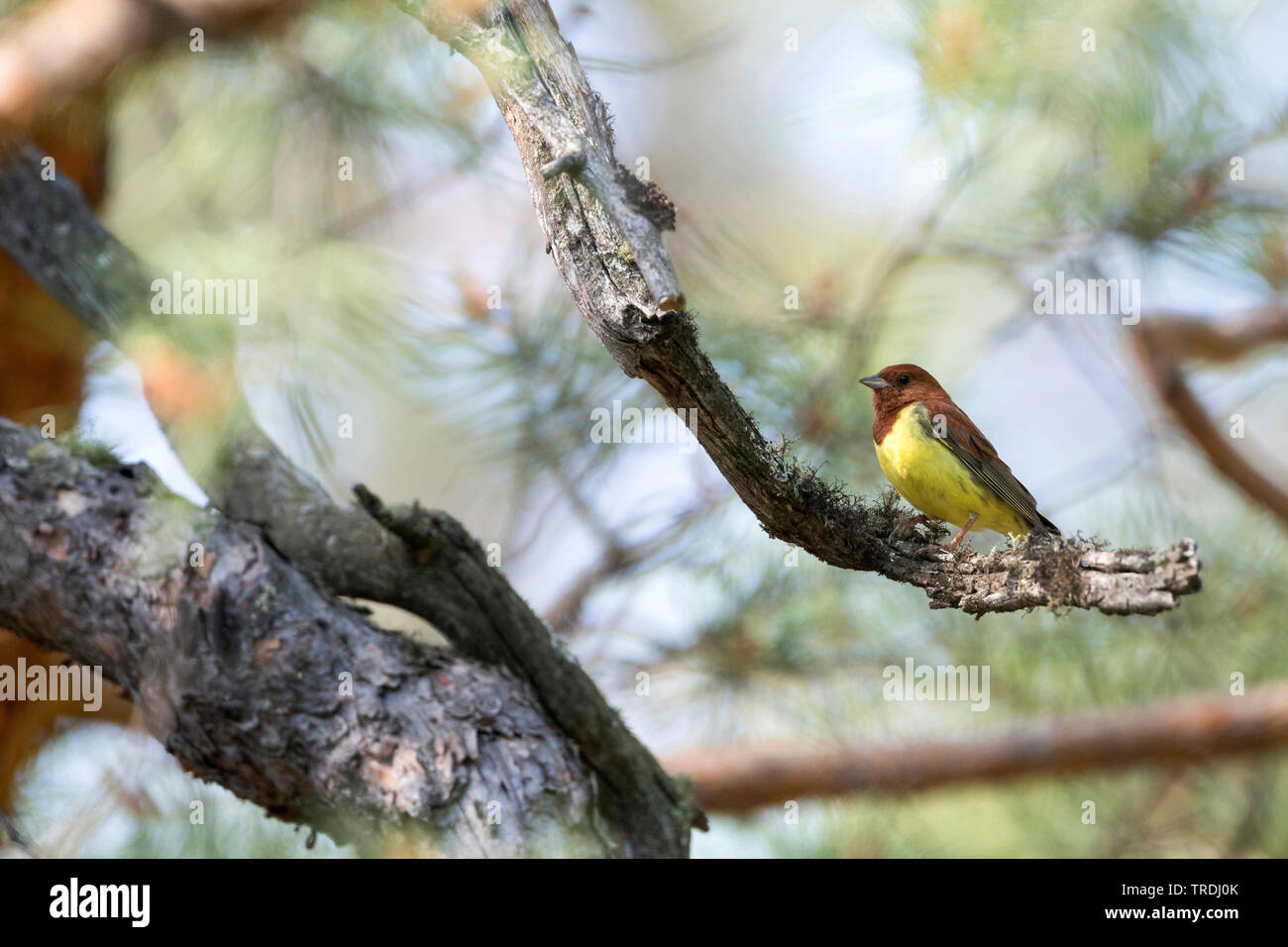 chestnut bunting (Emberiza rutila), male sitting on a branch, Russia ...