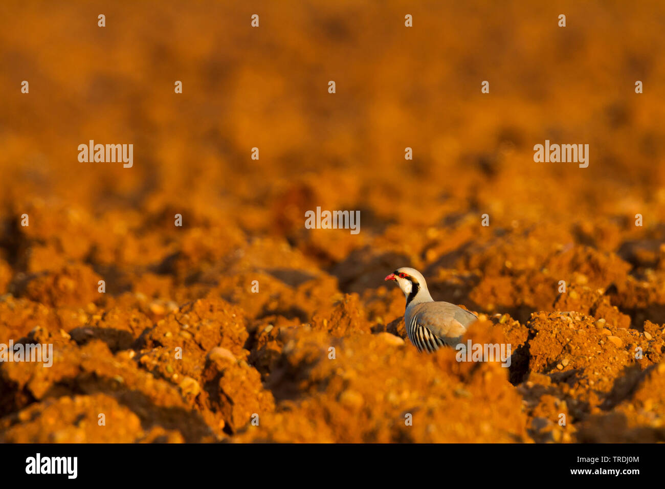 chukar partridge (Alectoris chukar cypriotes, Alectoris cypriotes), on ...