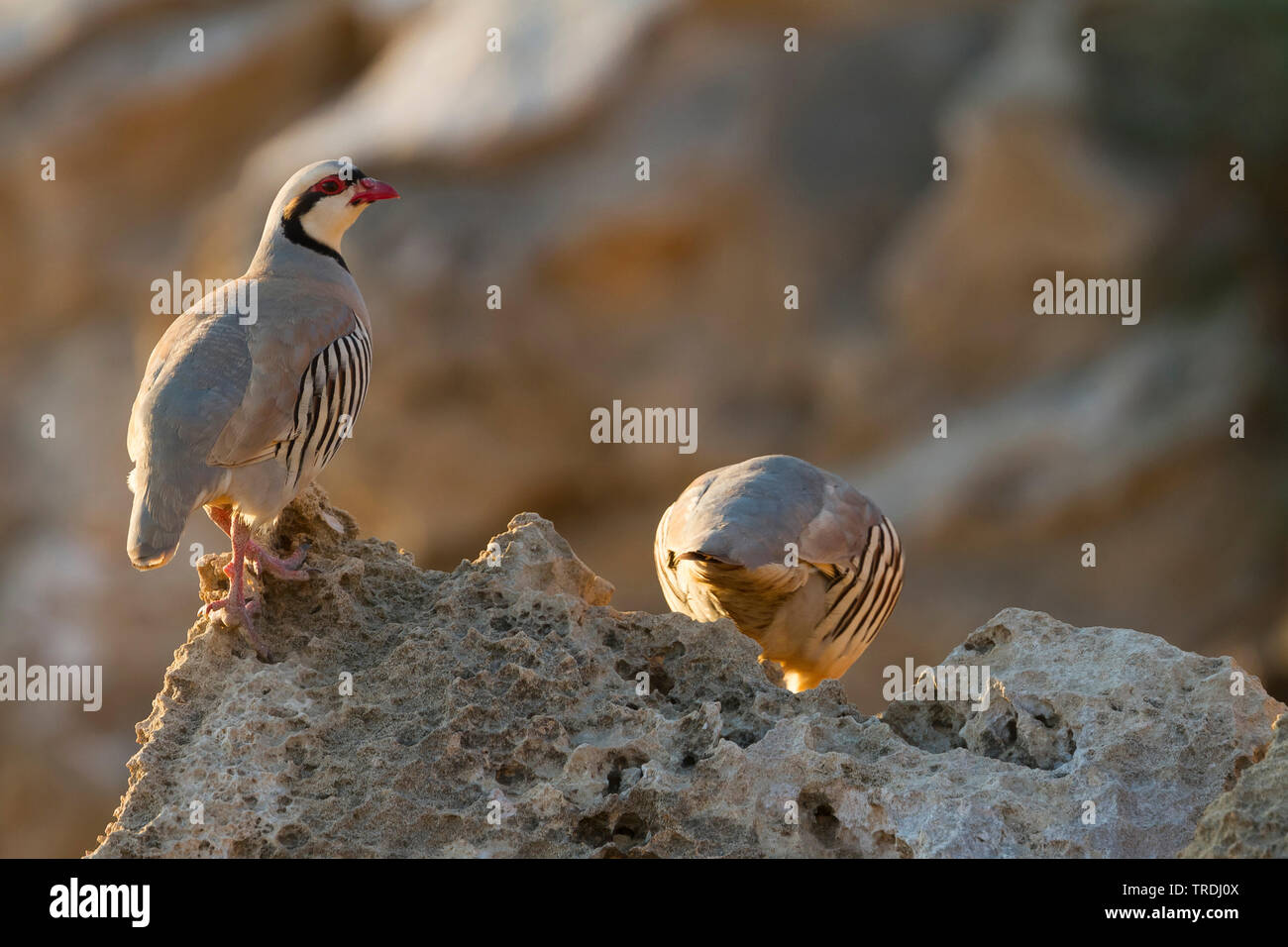 chukar partridge (Alectoris chukar cypriotes, Alectoris cypriotes), on ...