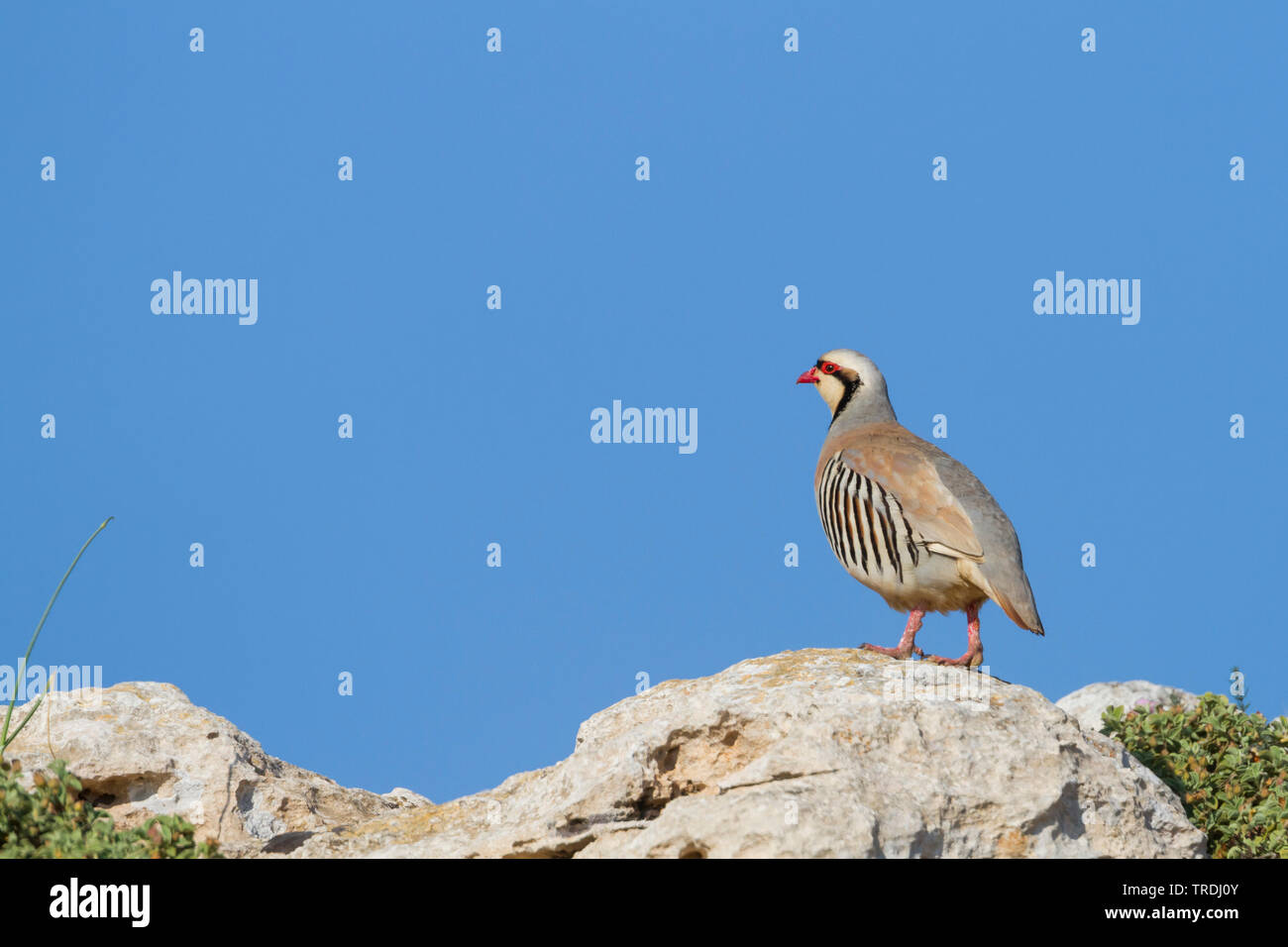 chukar partridge (Alectoris chukar cypriotes, Alectoris cypriotes), on ...