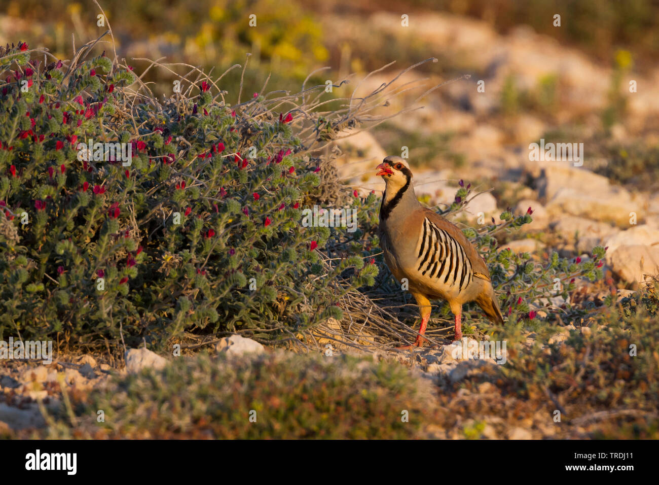 chukar partridge (Alectoris chukar cypriotes, Alectoris cypriotes), on ...