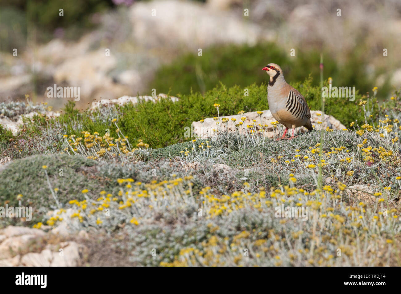 chukar partridge (Alectoris chukar cypriotes, Alectoris cypriotes), on ...