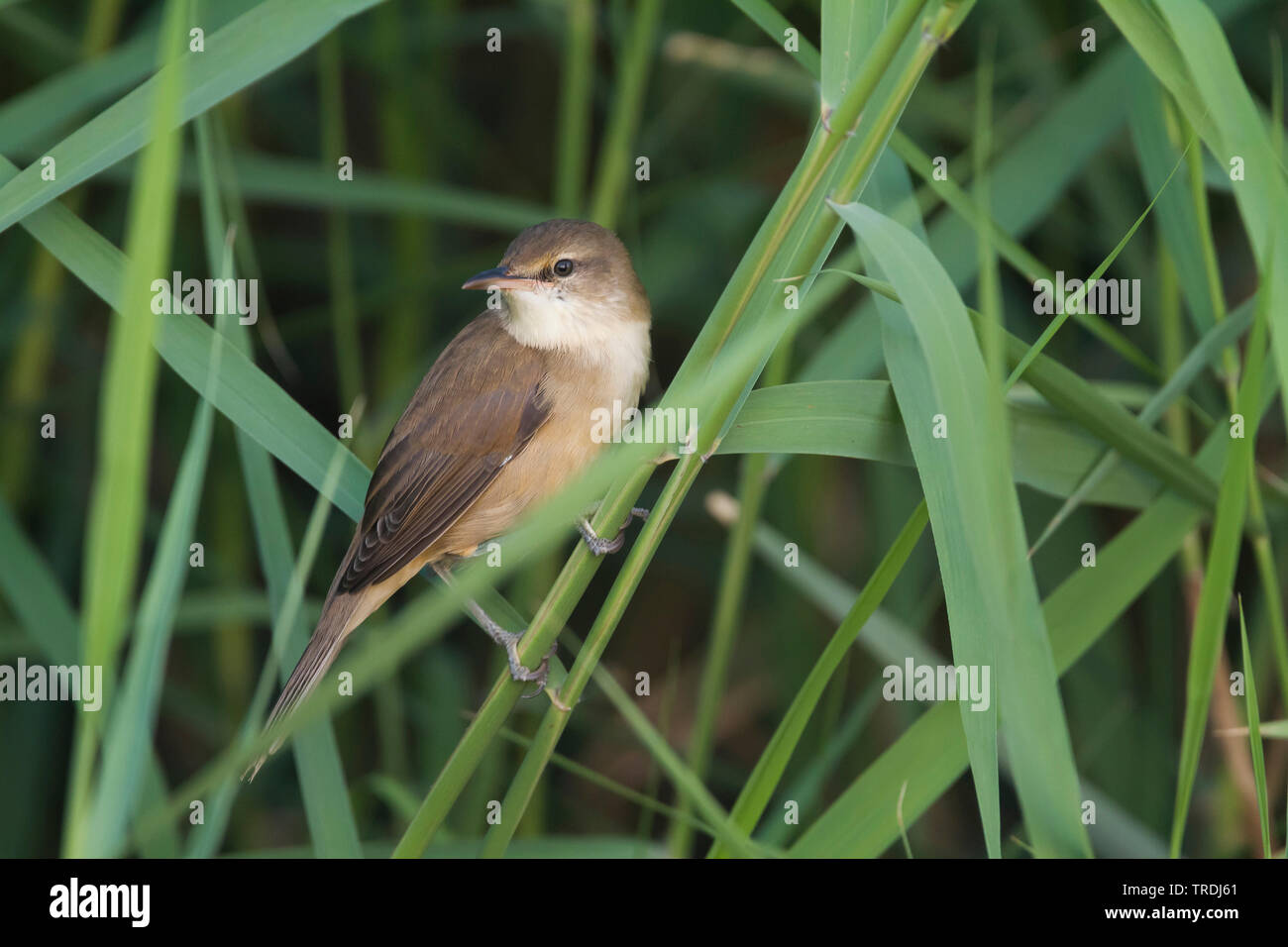 clamorous reed warbler (Acrocephalus stentoreus brunescens ...