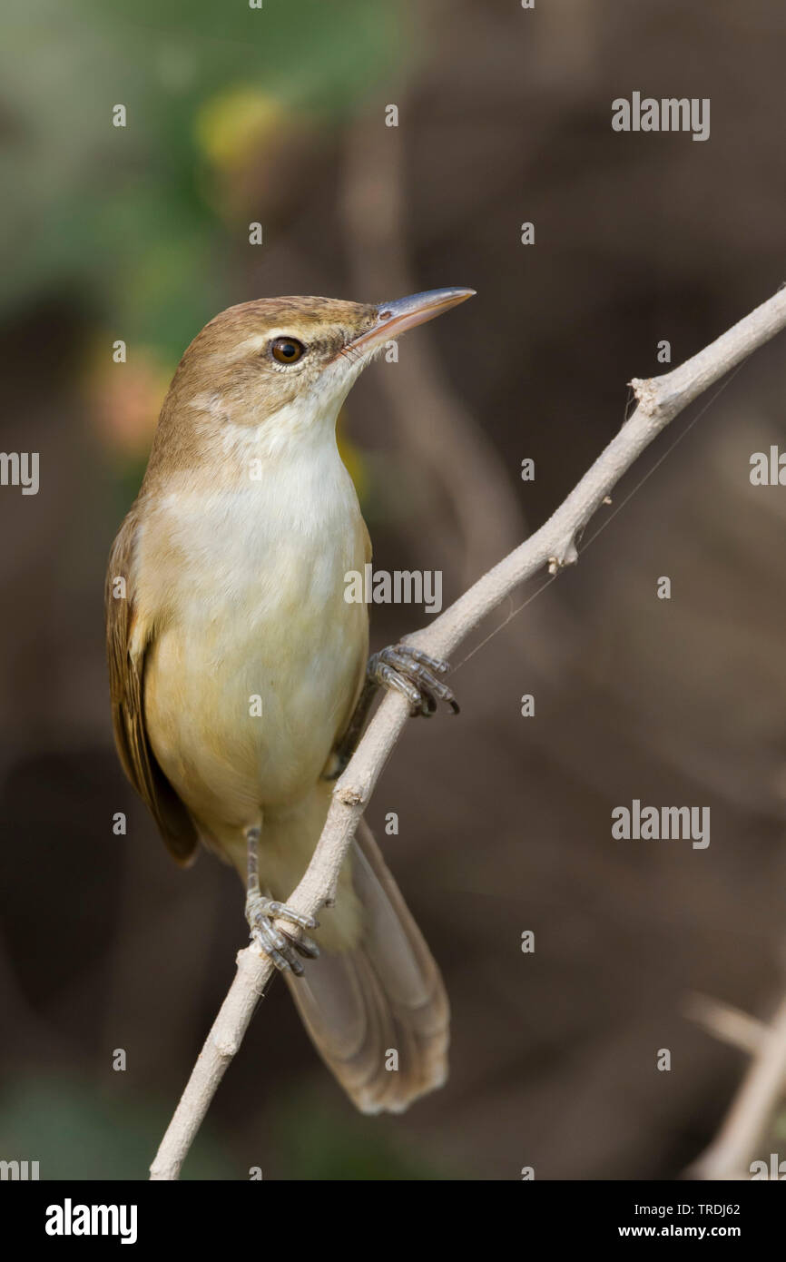clamorous reed warbler (Acrocephalus stentoreus brunescens ...