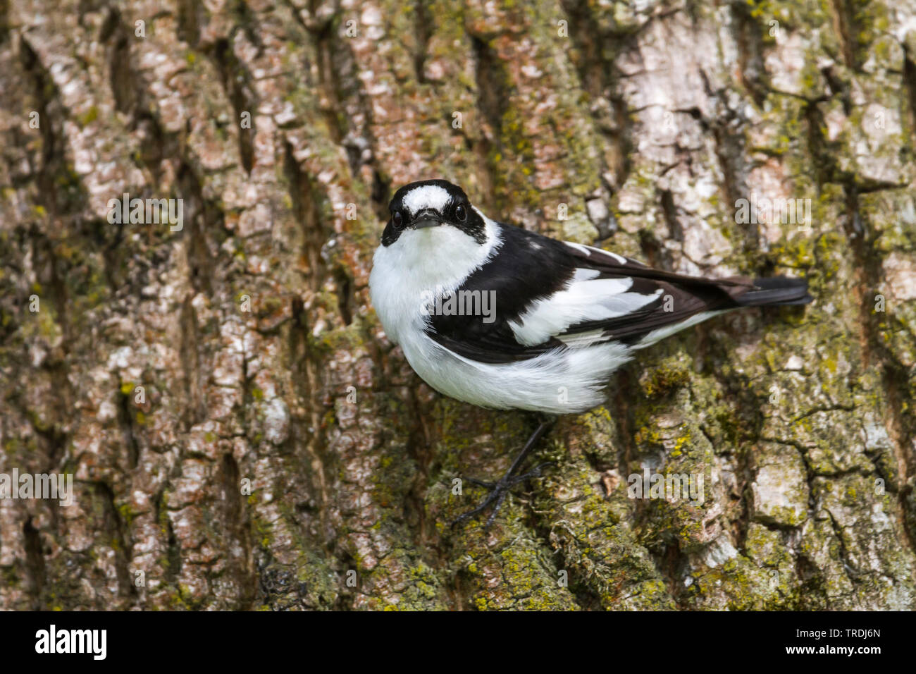 collared flycatcher (Ficedula albicollis), adult male at a tree trunk ...