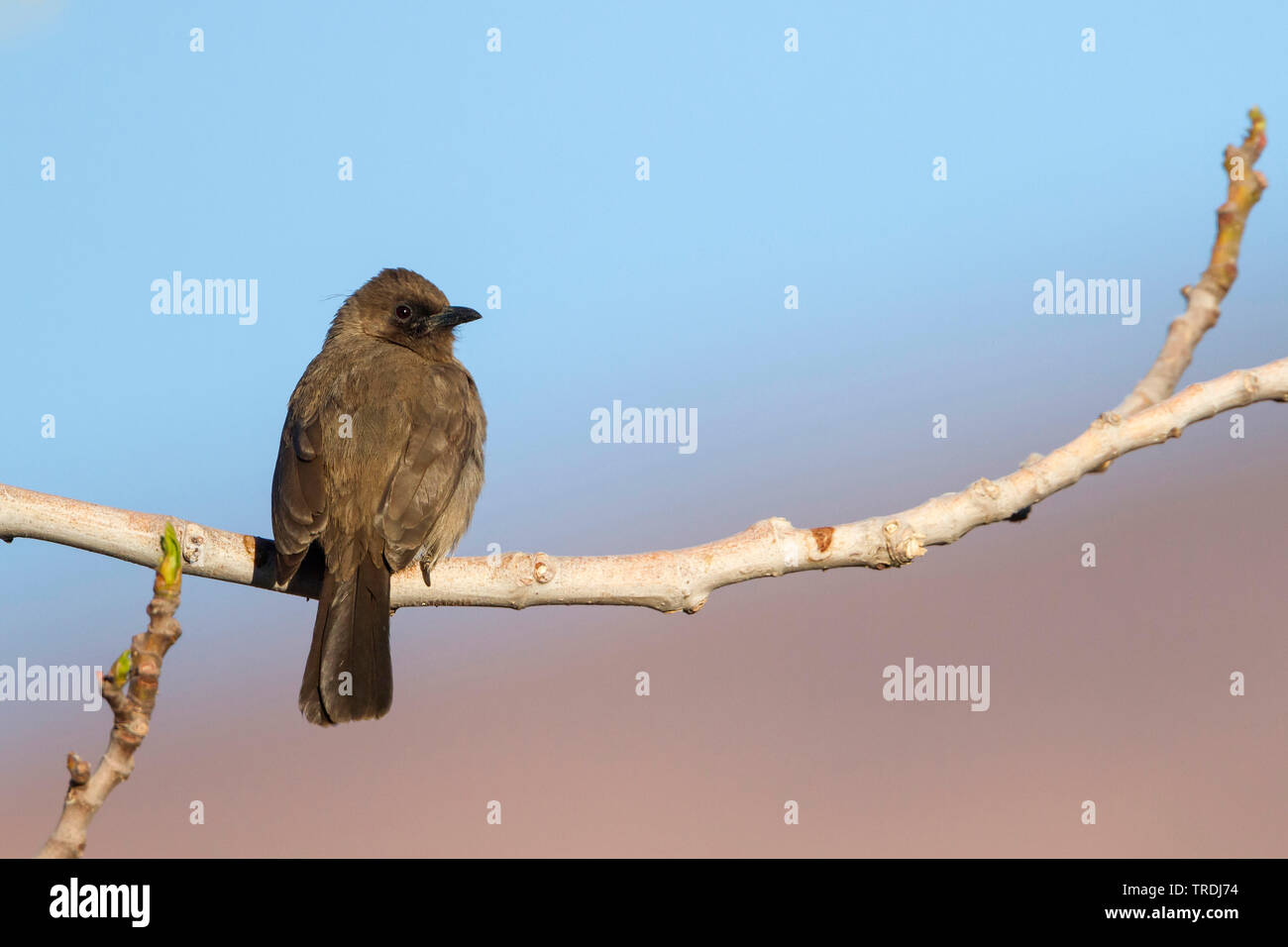 garden bulbul, Common bulbul (Pycnonotus barbatus, Pycnonotus barbatus ...