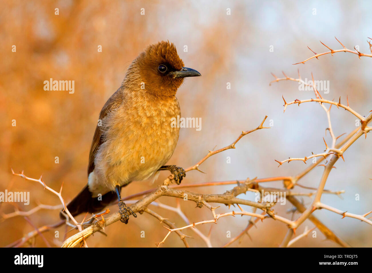 garden bulbul, Common bulbul (Pycnonotus barbatus, Pycnonotus barbatus ...