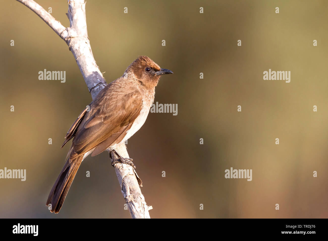 garden bulbul, Common bulbul (Pycnonotus barbatus, Pycnonotus barbatus ...