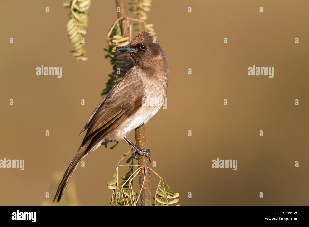 garden bulbul, Common bulbul (Pycnonotus barbatus, Pycnonotus barbatus ...