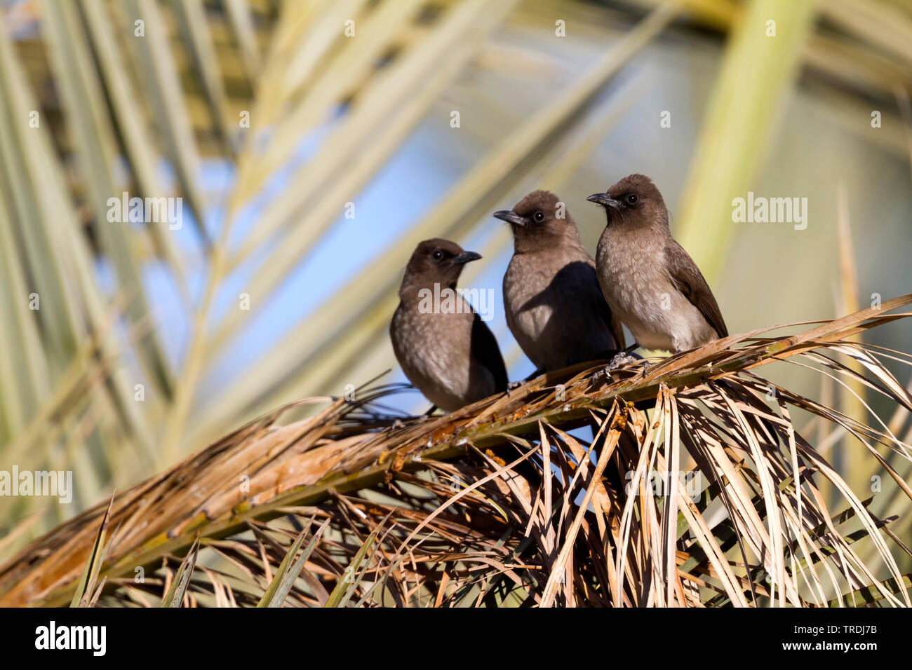 garden bulbul, Common bulbul (Pycnonotus barbatus, Pycnonotus barbatus ...