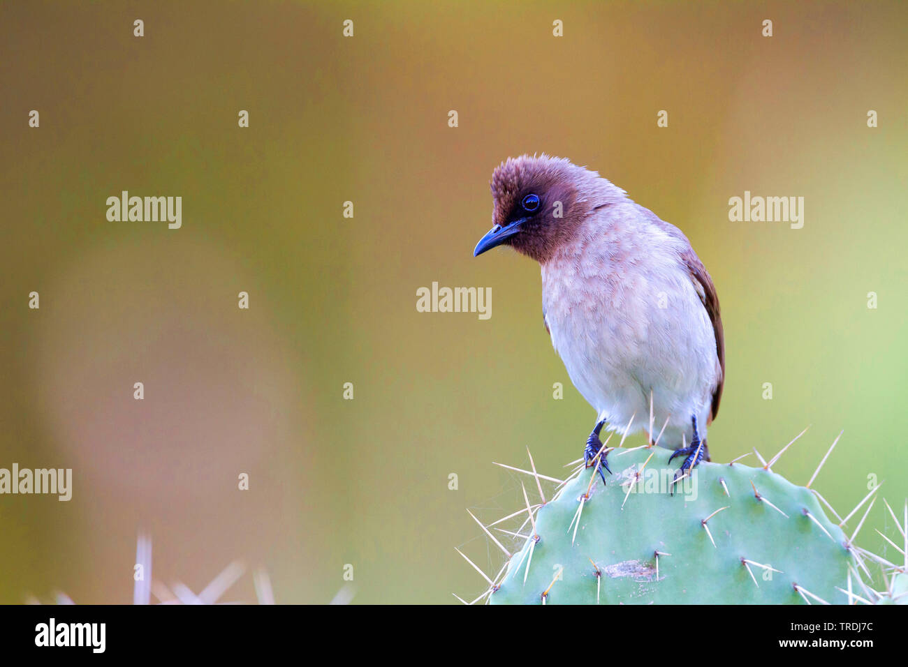 garden bulbul, Common bulbul (Pycnonotus barbatus, Pycnonotus barbatus ...