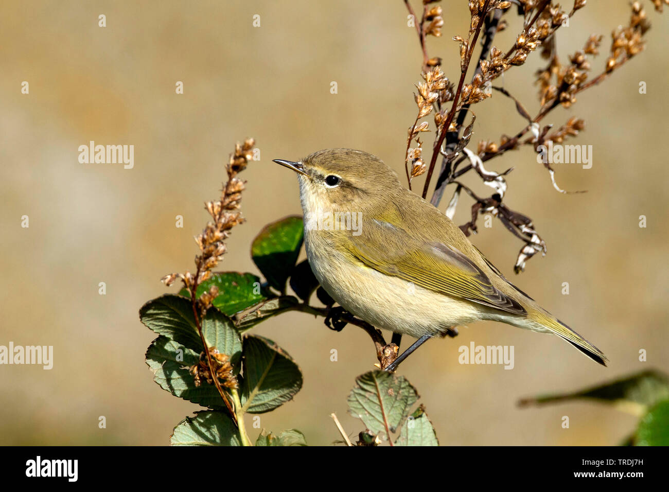 chiffchaff (Phylloscopus collybita collybita), sitting on a branch, Germany Stock Photo - Alamy