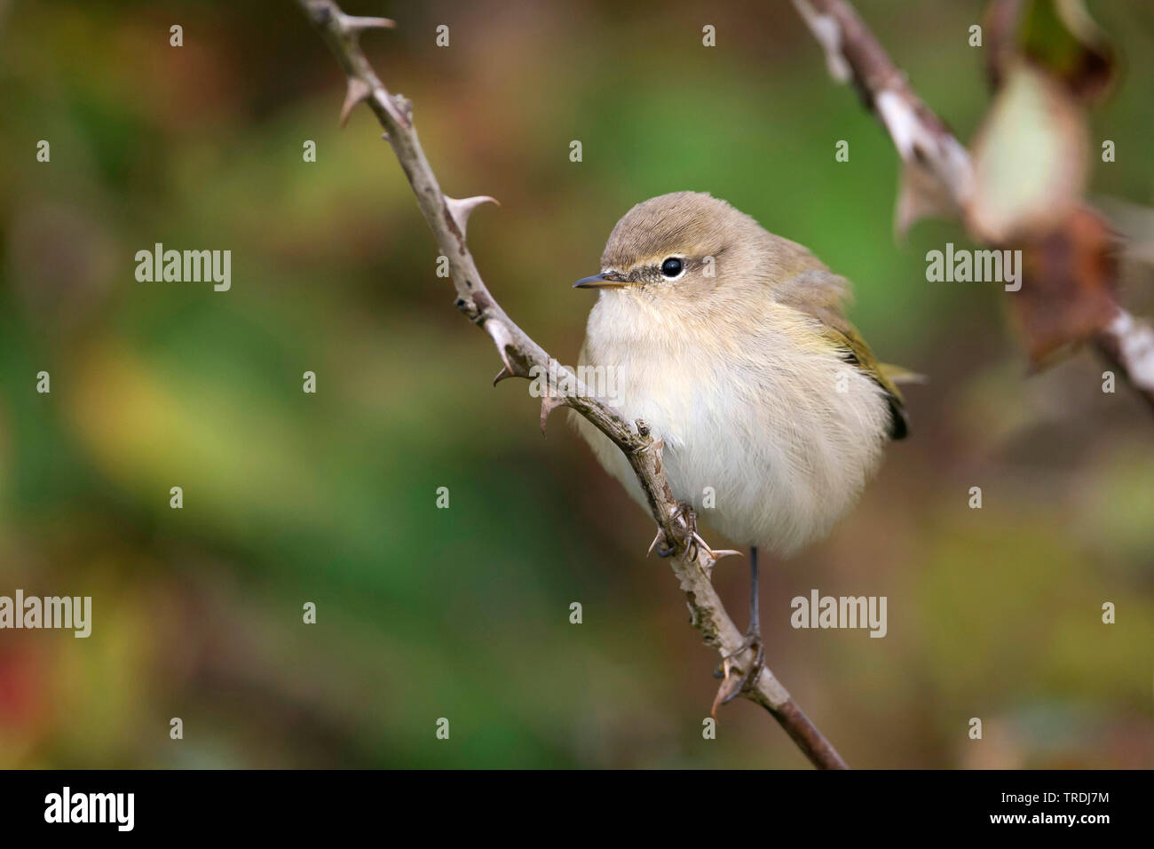 chiffchaff (Phylloscopus collybita collybita), sitting on a branch, Germany Stock Photo - Alamy