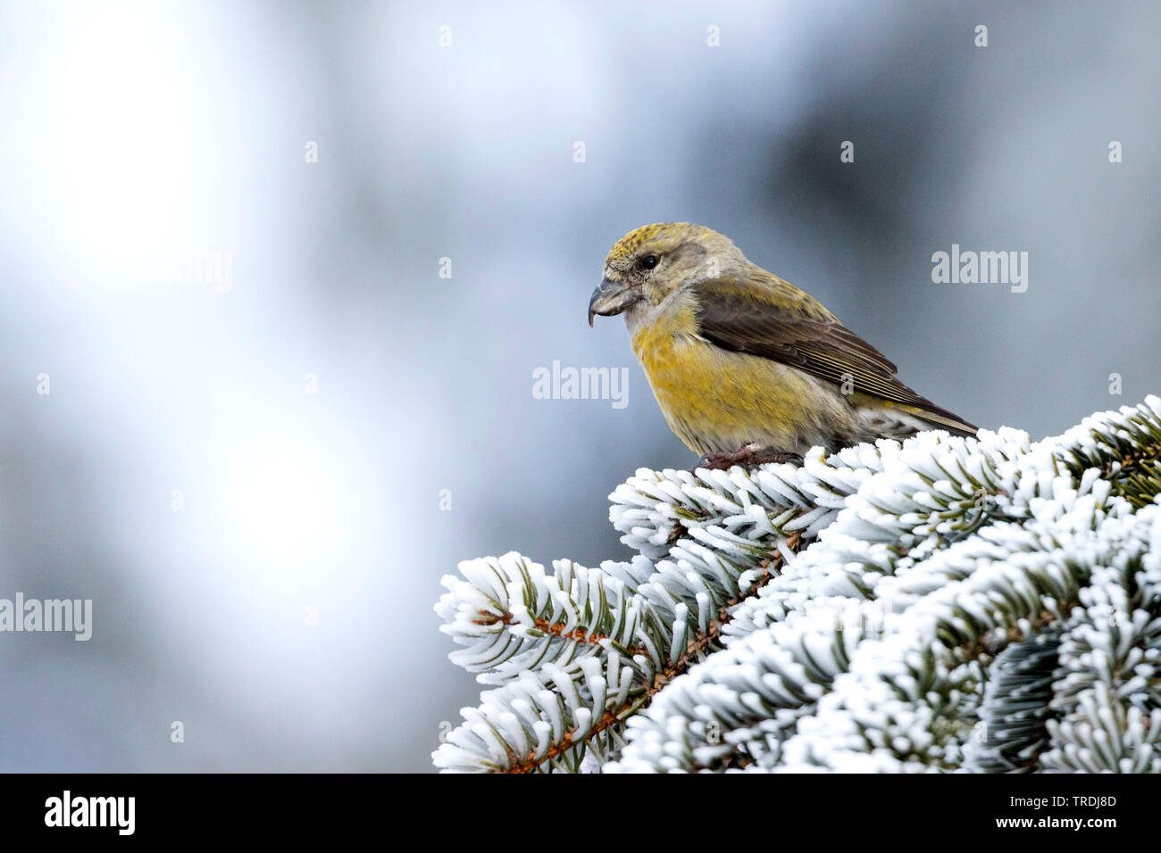 Female red crossbill hi-res stock photography and images - Alamy