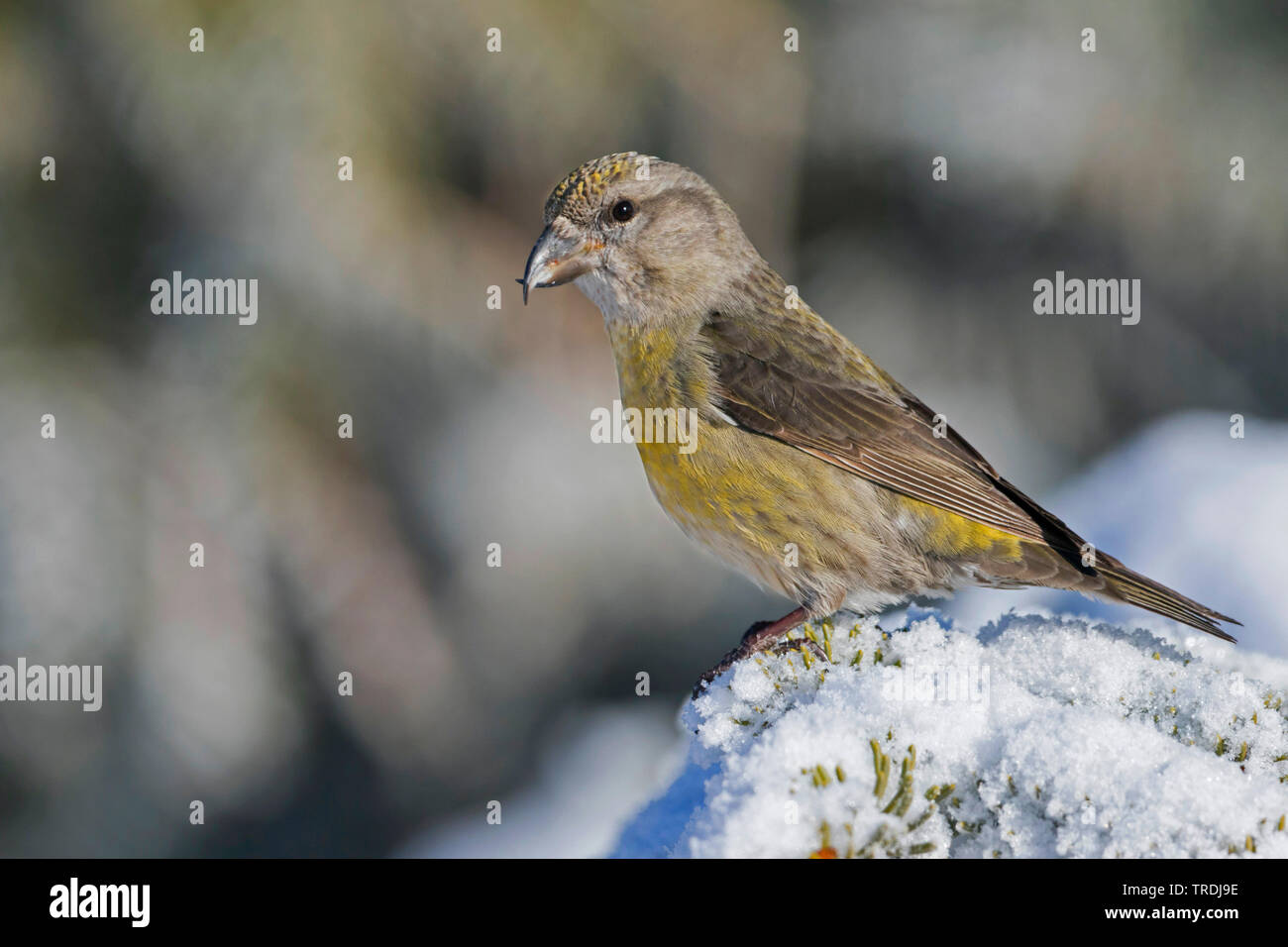 Phantom crossbill hi-res stock photography and images - Alamy