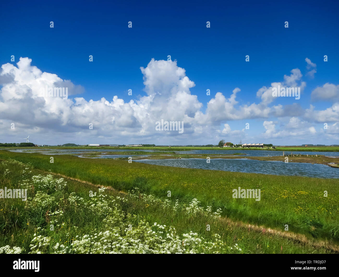 cow parsley, wild chervil (Anthriscus sylvestris), Landscape at Texel ...
