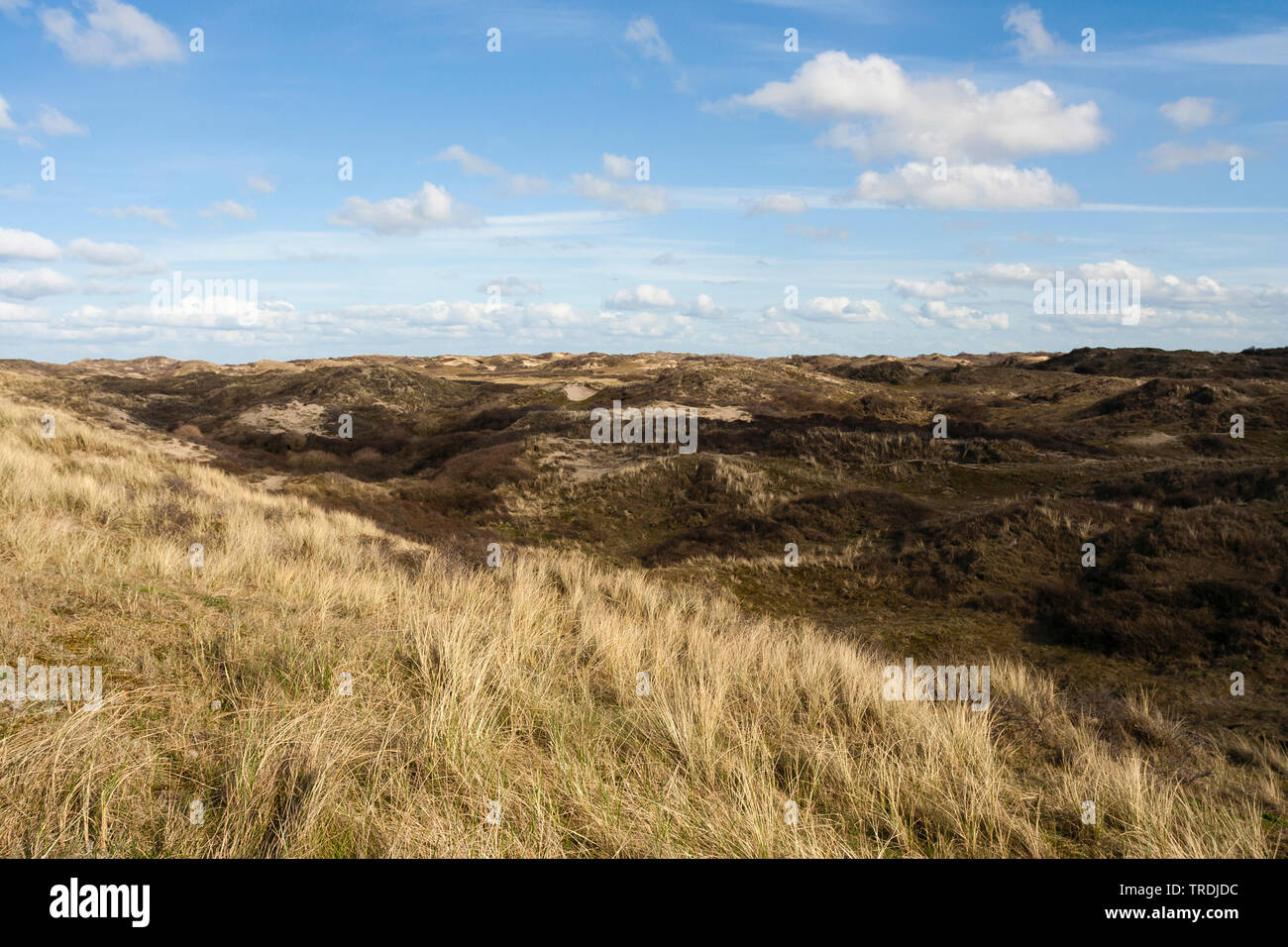 Dunes at Texel in spring, Netherlands, Texel, Duenen von Texel Nationalpark Stock Photo - Alamy