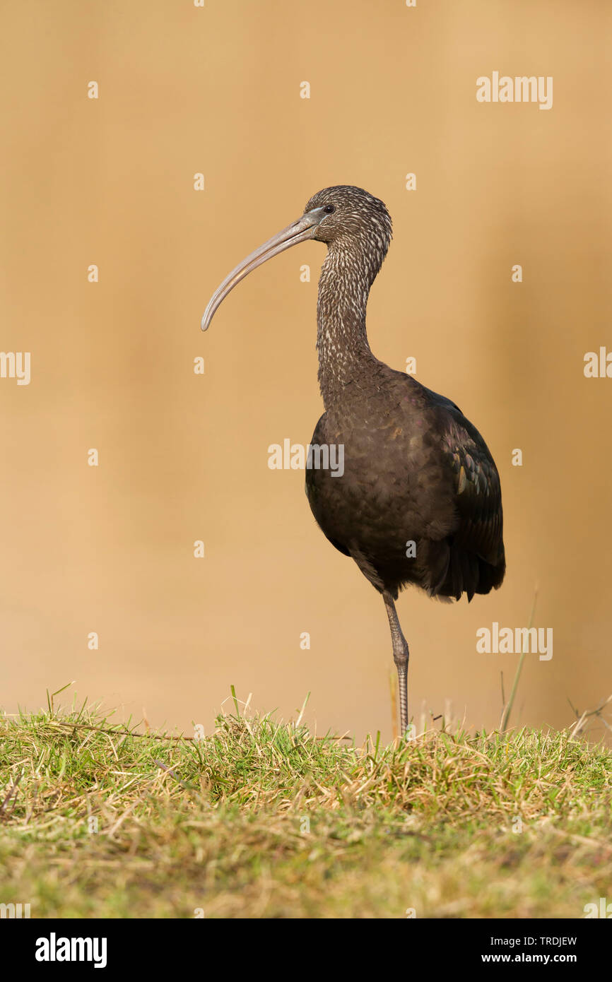 Ibis standing on one leg hi-res stock photography and images - Alamy