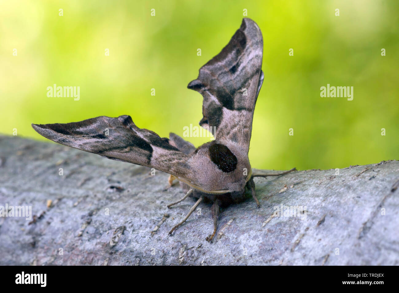 Eyed Hawk-Moth, Eyed Hawkmoth, Hawkmoths Hawk-moths (Smerinthus ...