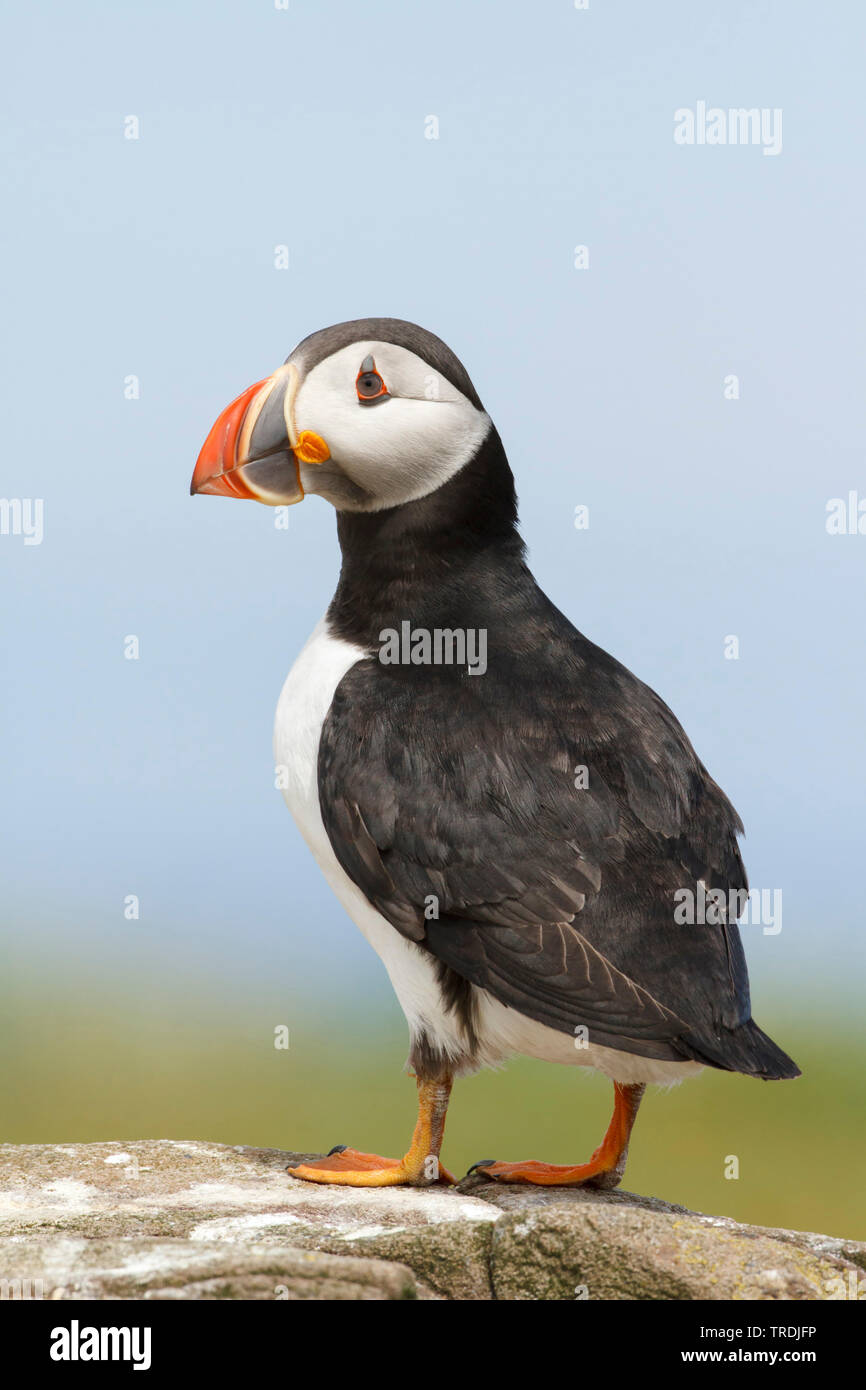 Puffin endangered animals hi-res stock photography and images - Alamy
