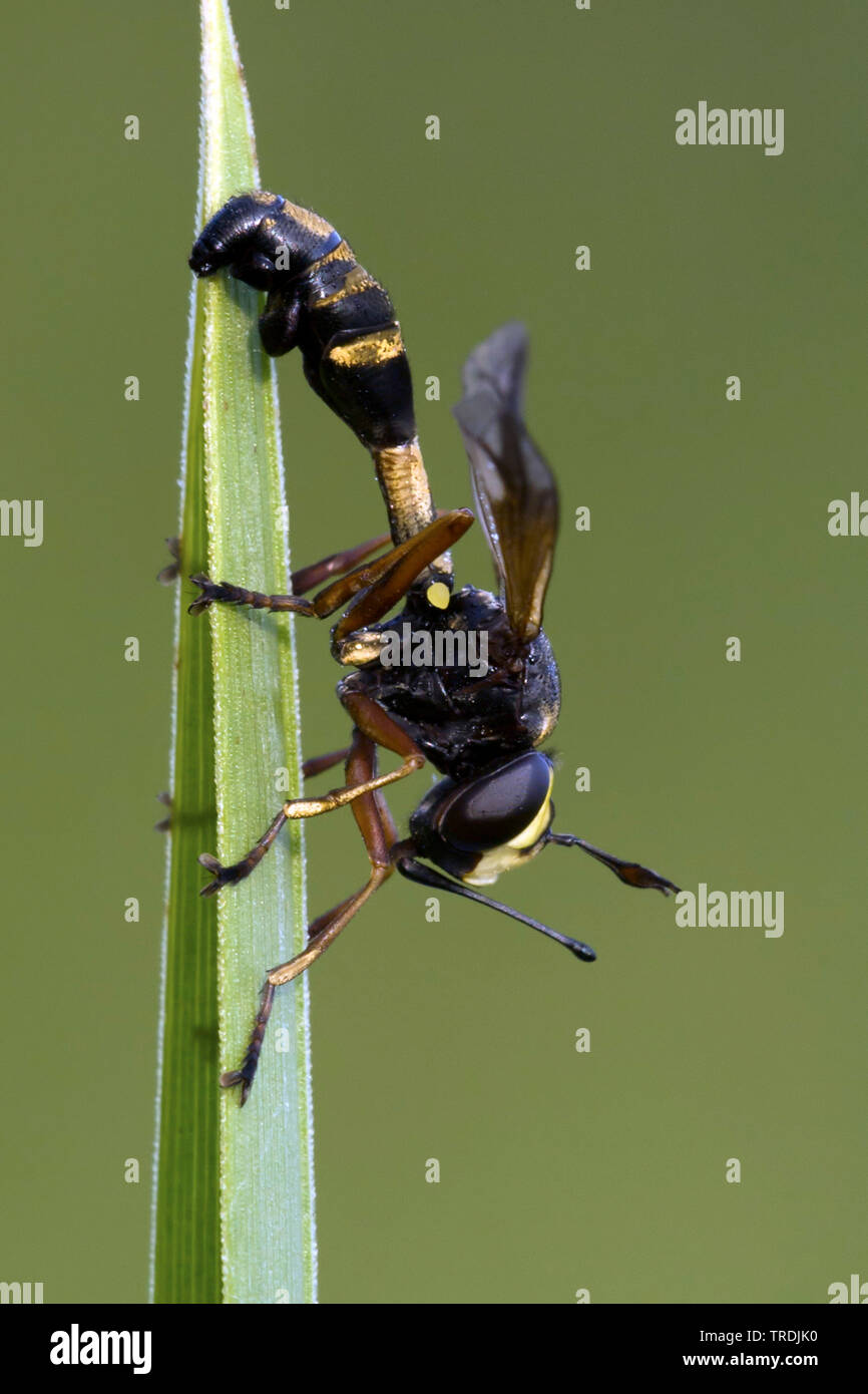 thick-headed fly (Conopidae), sitting on grass, Netherlands, Utrecht ...
