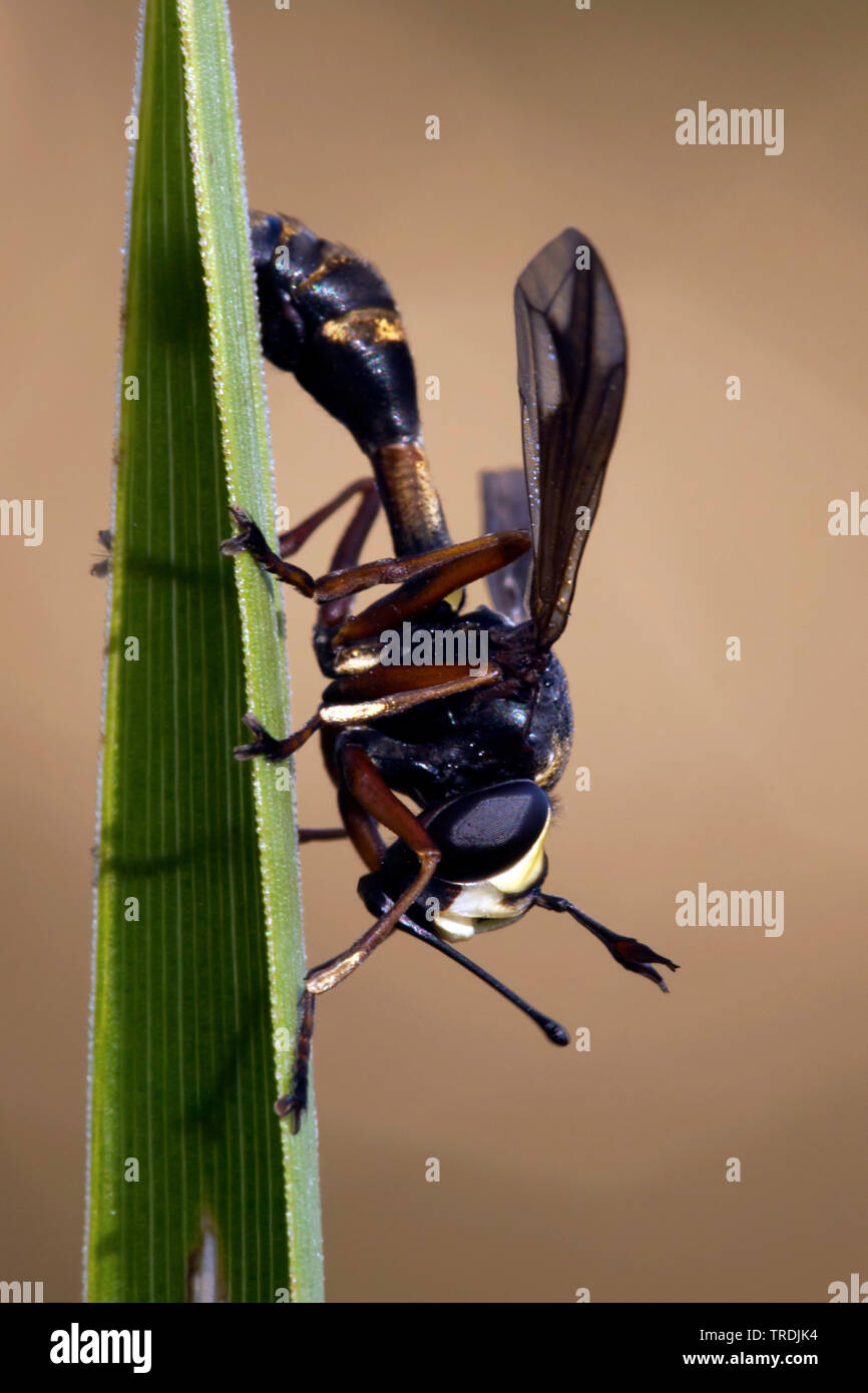 thick-headed fly (Conopidae), sitting on grass, Netherlands Stock Photo ...