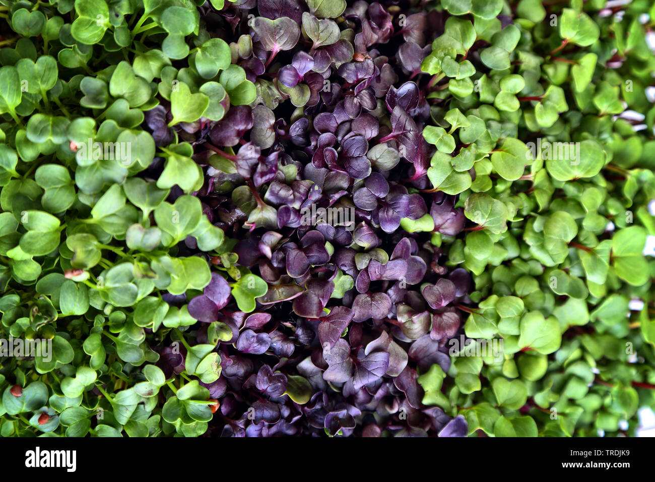 delicious and healthy natural micro greens sprouts Stock Photo - Alamy
