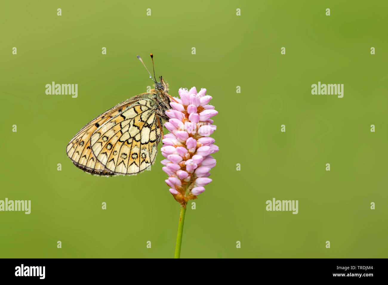 Bog fritillary butterfly hi-res stock photography and images - Alamy