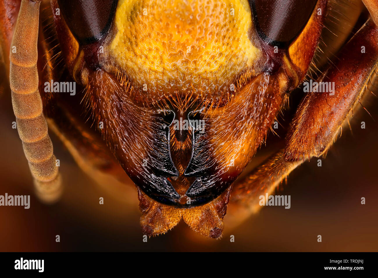 hornet, brown hornet, European hornet (Vespa crabro), head of a hornet ...