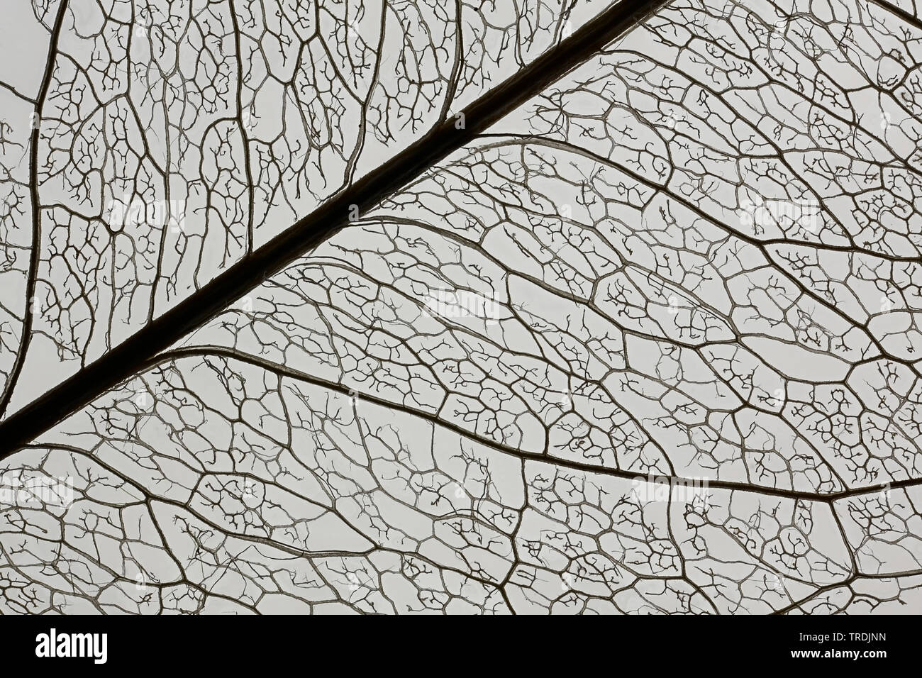 Venation hi-res stock photography and images - Alamy