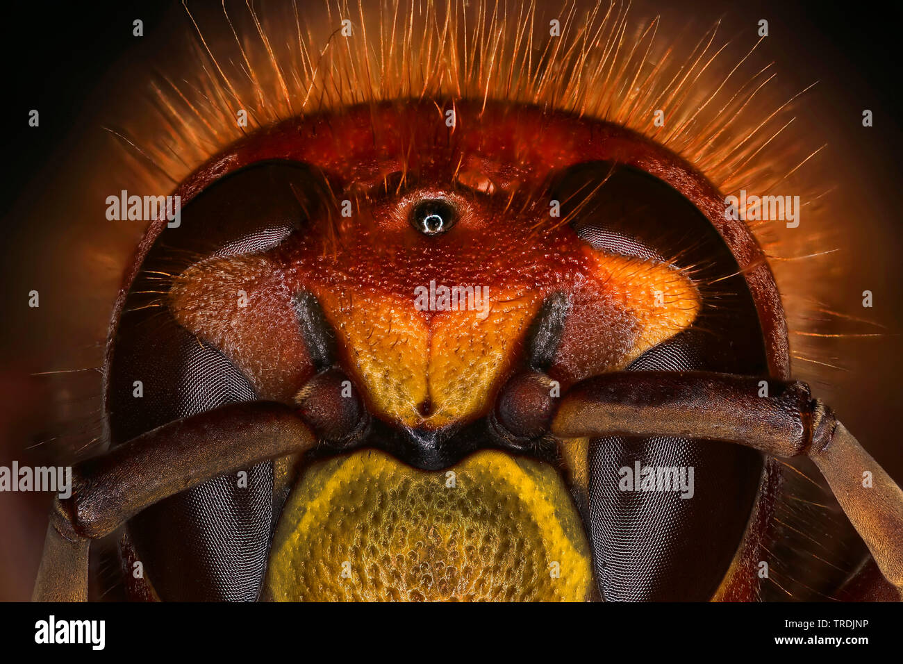 hornet, brown hornet, European hornet (Vespa crabro), head of a hornet ...