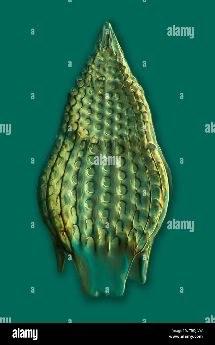 Radiolaria Fossil High Resolution Stock Photography and Images - Alamy